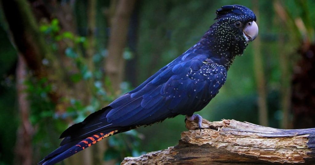 Cockatoo Lifespan A Guide To All 21 Species