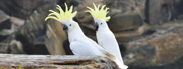 Cockatoo Lifespan A Guide To All 21 Species