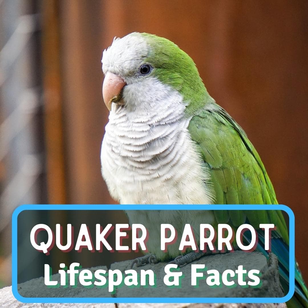 Cockatoo Lifespan A Guide To All 21 Species