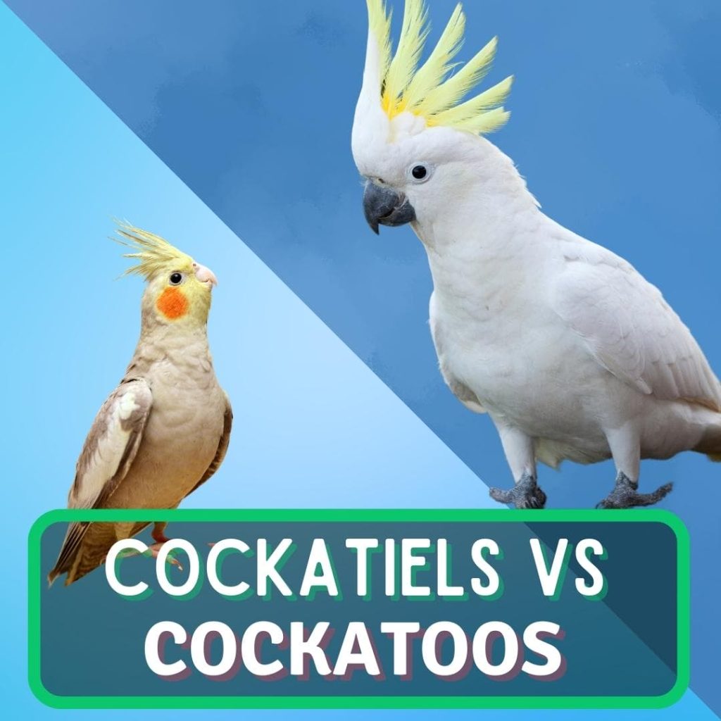 Cockatiel Vs Cockatoo Comparison 12 Key Differences To Know