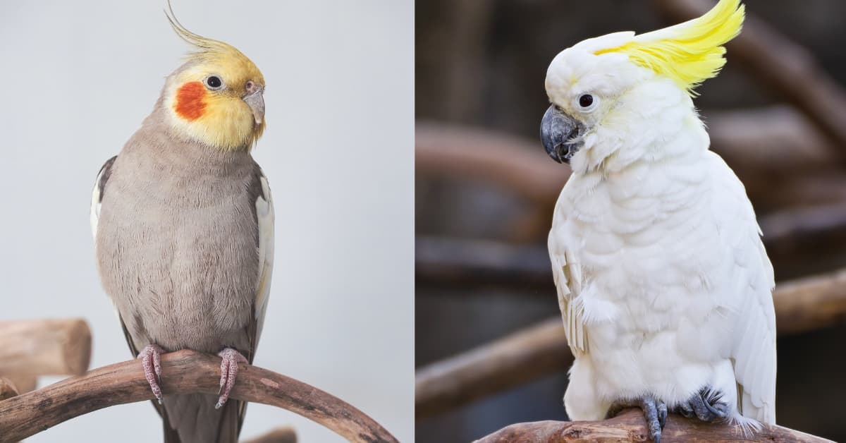 Cockatiel Vs Cockatoo Comparison 12 Key Differences To Know