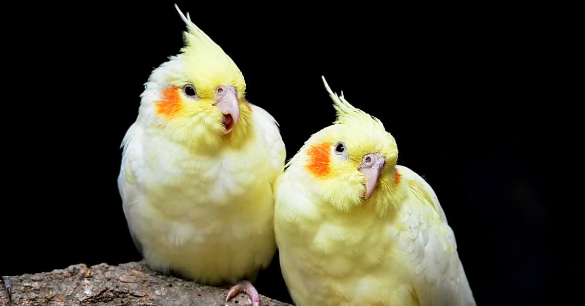 Cockatiel Vs Cockatoo Comparison 12 Key Differences To Know
